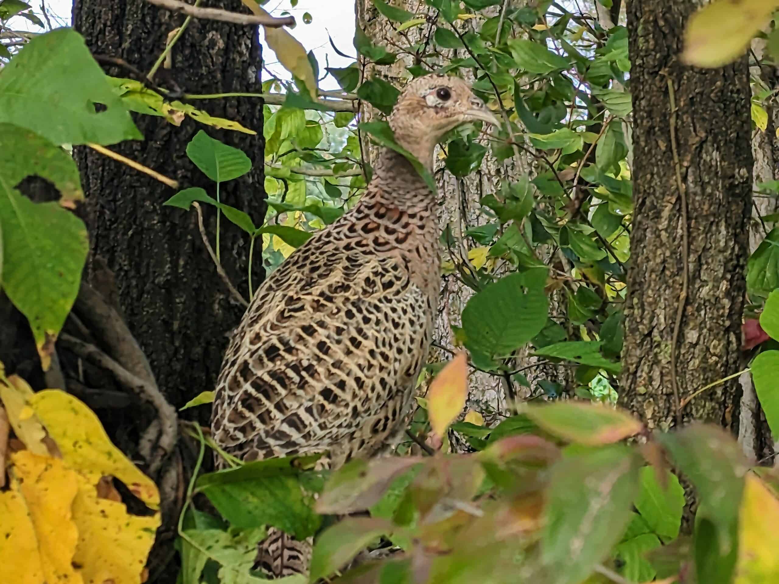 Sporting Circle Veteran’s Hunt - NEOPAT